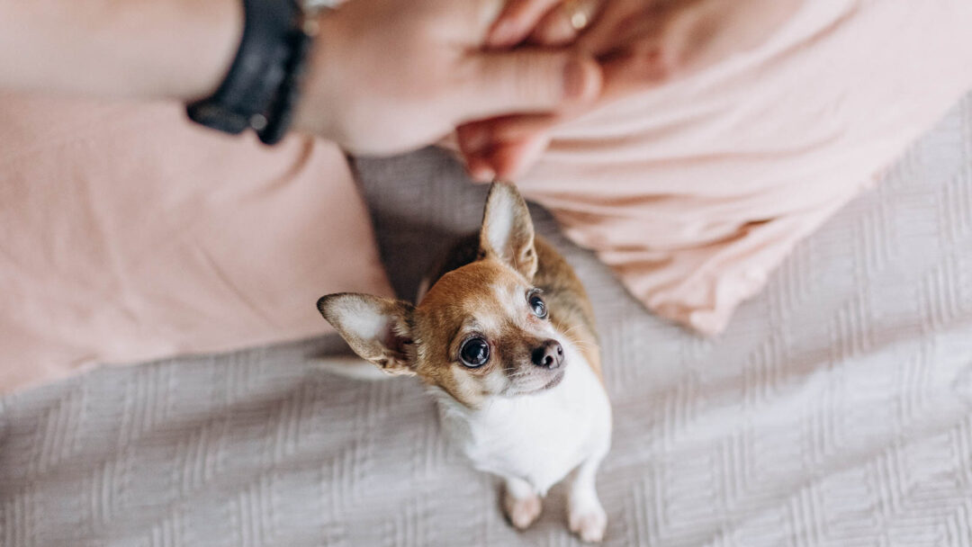 10 Unexpected Things That Make Your Dog Jealous