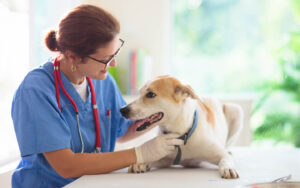 13 Clever Tricks Dogs Use To Manipulate Humans