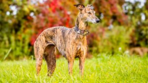 12 Beautiful Brindle-Coated Dogs That Stand Out From The Pack