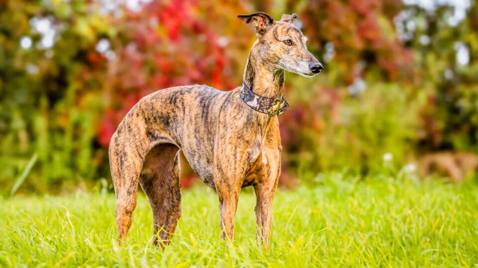 12 Beautiful Brindle-Coated Dogs That Stand Out From The Pack