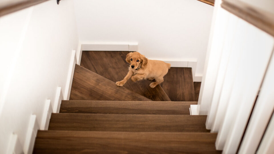 7 Creative Ways To Help Your Dog Get The Exercise They Need Indoors