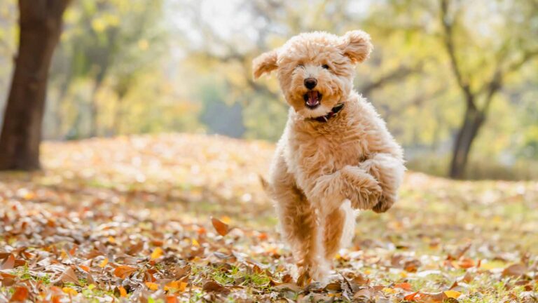 10 Doodle Dog Realities You Need to Know About These Popular Pets