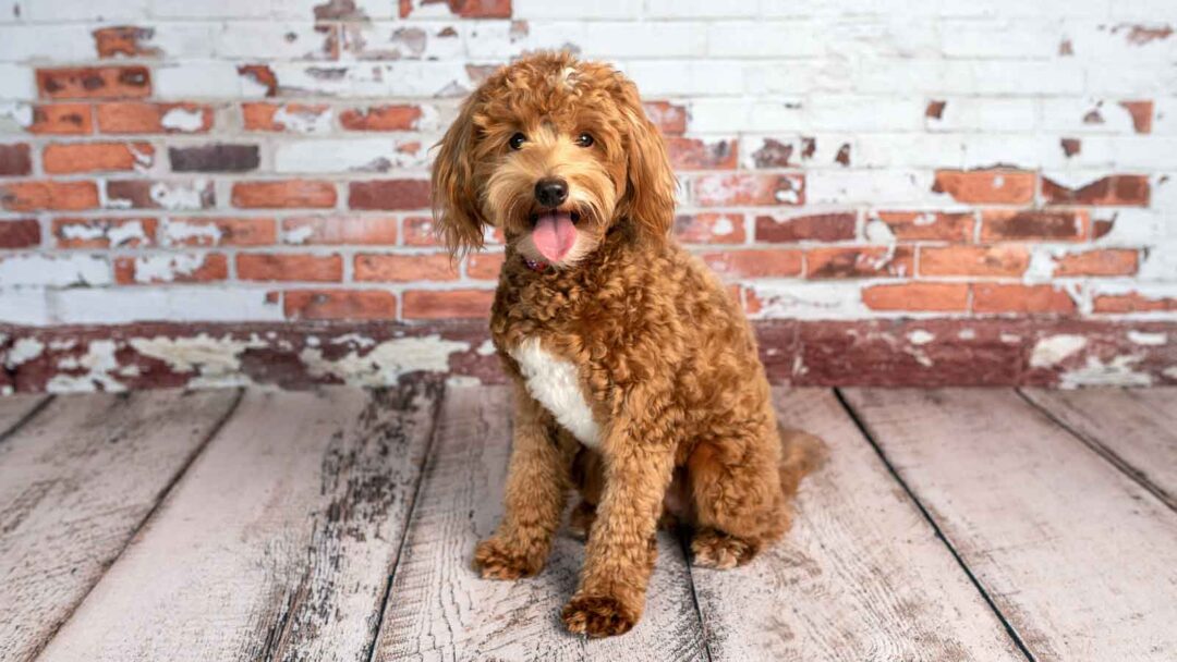 12 Reasons Your Dog Stares At You (And What It Means)