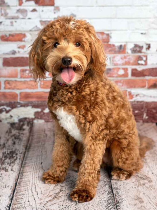 Top 10 Guard Dog Breeds That Are Both Fearless And Loyal