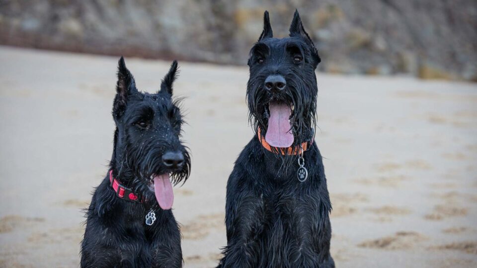 13 Best Dog Breeds For Home Protection