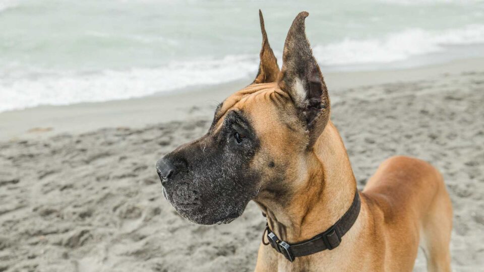 10 Most Muscular Dog Breeds And How They Got That Way
