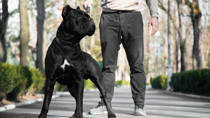 12 Most Fearless Dog Breeds That Won’t Back Down