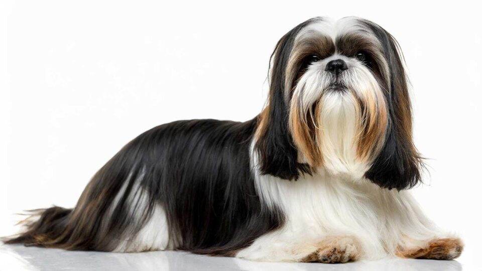 12 Small Breed Dogs Without That Yappy Small-Breed Vibe