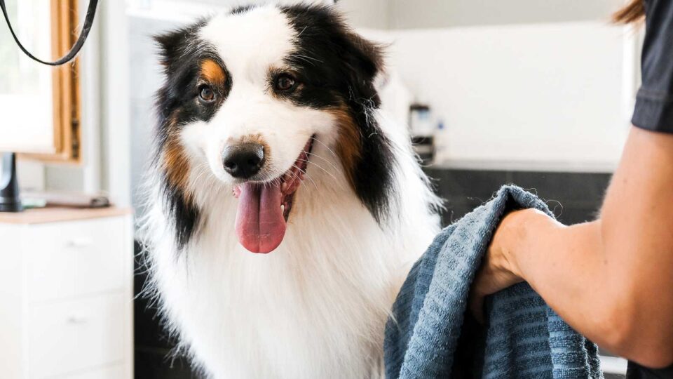 12 Smart Tips To Keep Your Dog’s Paws Safe In Winter Weather