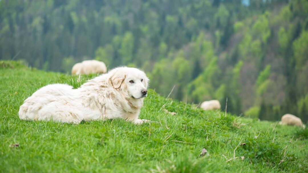 13 Dogs With Extra Toes, Webbed Feet or Other Unique Features That ...