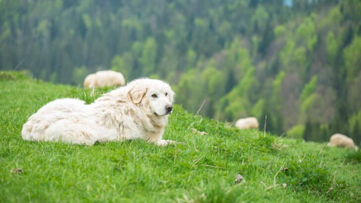 13 Dogs With Extra Toes, Webbed Feet or Other Unique Features That ...