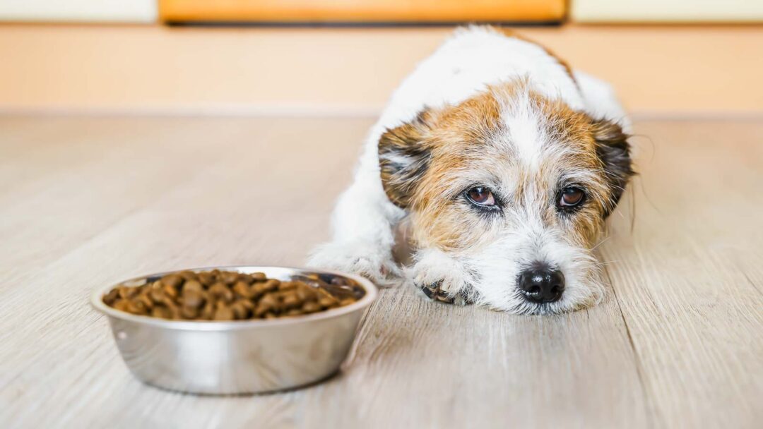 12 Ways Dogs Communicate They're In Pain Before It Becomes Obvious