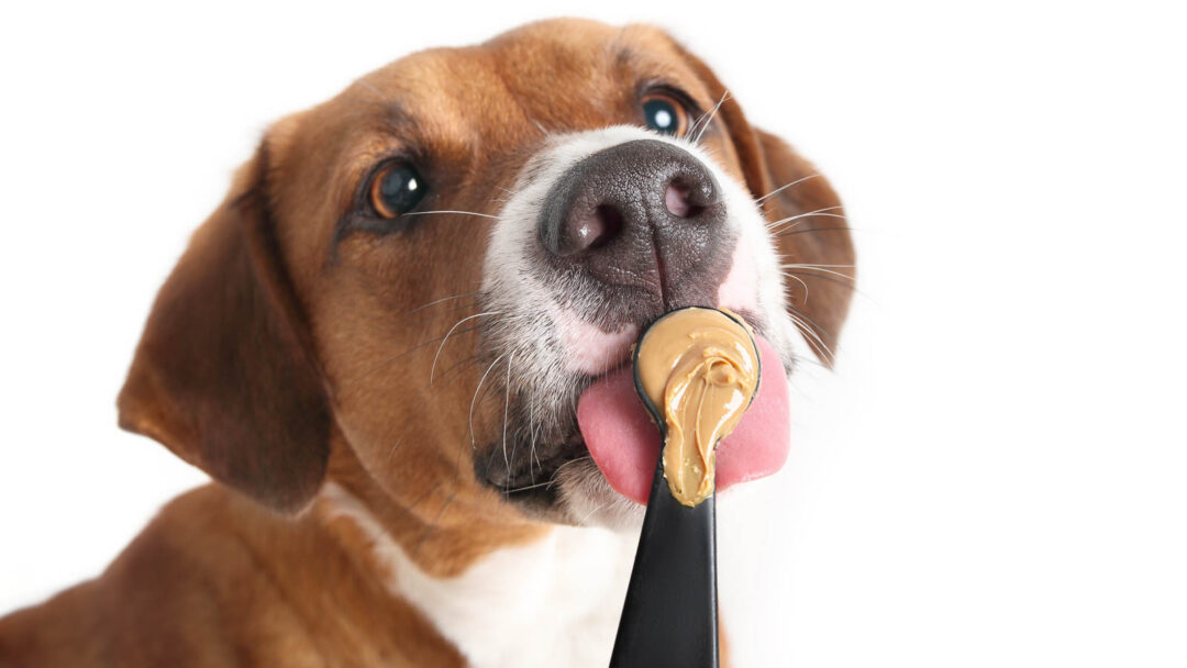 10 Foods Dogs Love That Are Actually Good for Them