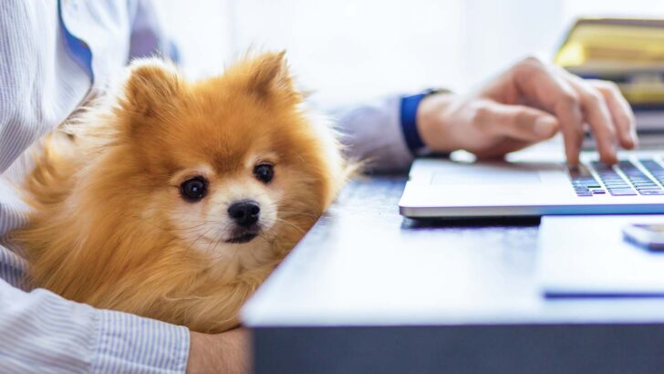 10 Dog Breeds That Make The Perfect Office Buddy