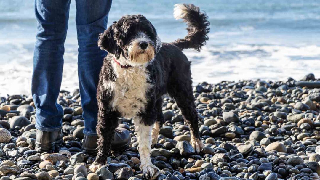 13 Dogs With Extra Toes, Webbed Feet or Other Unique Features That ...
