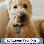 12 Reasons Your Dog Stares At You (And What It Means)