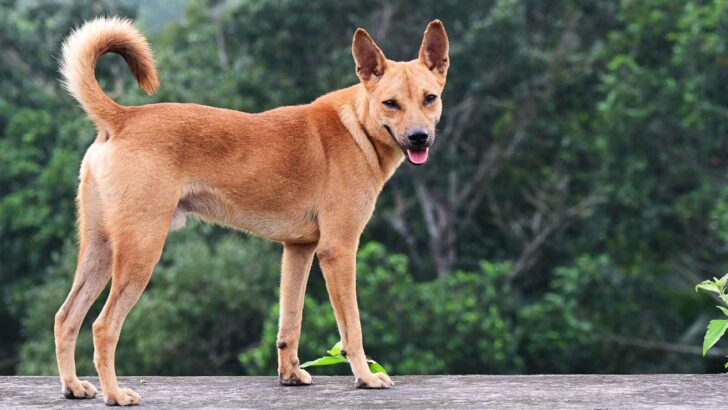 10 Dogs That Were Once Considered Sacred By Ancient Cultures