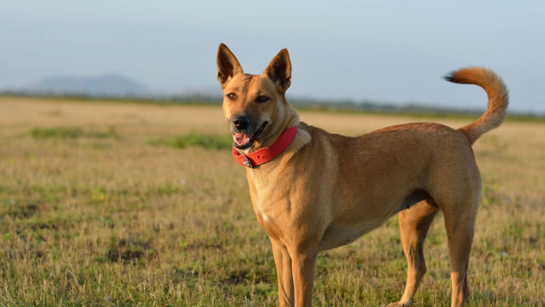 12 Real Differences Between Human and Dog Vision