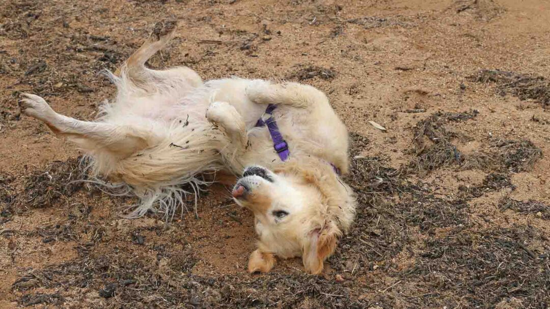 10 Strange Things Dogs Do That Are Actually Perfectly Normal