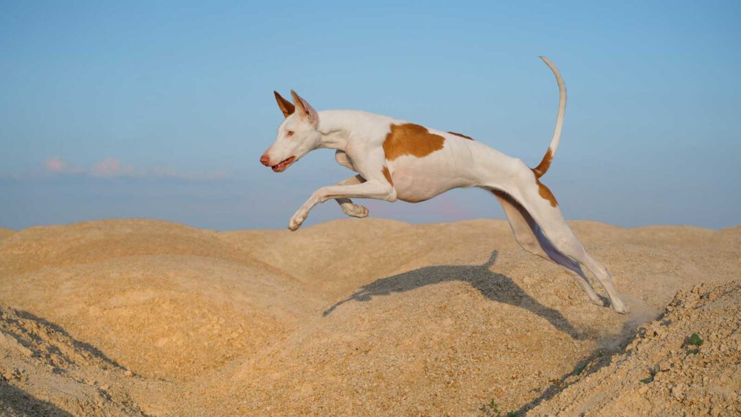 10 Dogs That Were Once Considered Sacred By Ancient Cultures