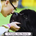 12 Iconic AKC Best in Show Breeds and Their Unforgettable Wins