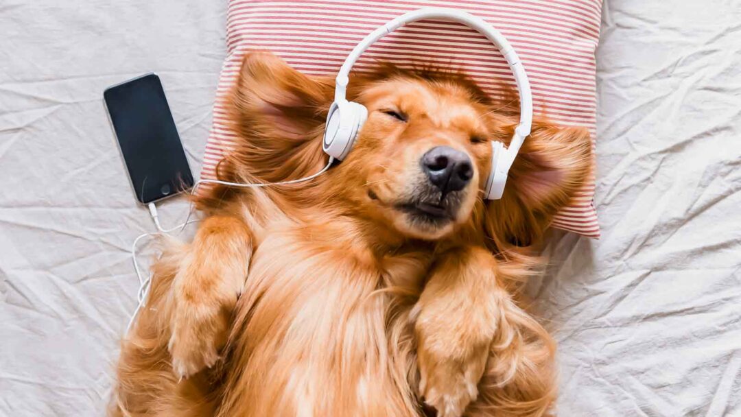 12 Benefits Of Playing Music For Your Dog