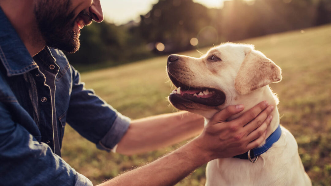 12 Signs Your Dog Considers You Their Best Friend