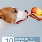 10 Foods Dogs Love That Are Actually Good for Them