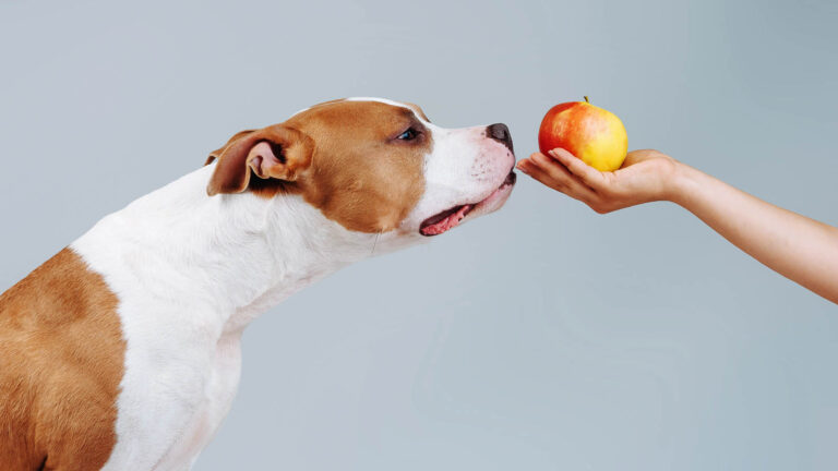 10 Foods Dogs Love That Are Actually Good for Them