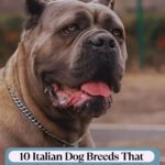 10 Italian Dog Breeds That Prove Italy Does More Than Just Pasta