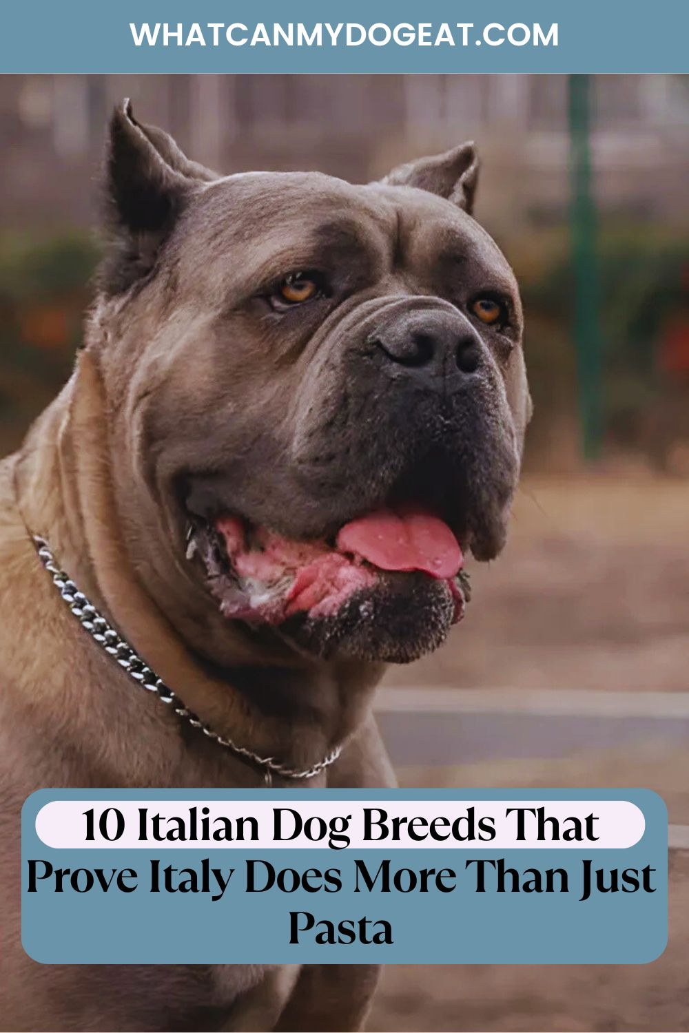 10 Italian Dog Breeds That Prove Italy Does More Than Just Pasta