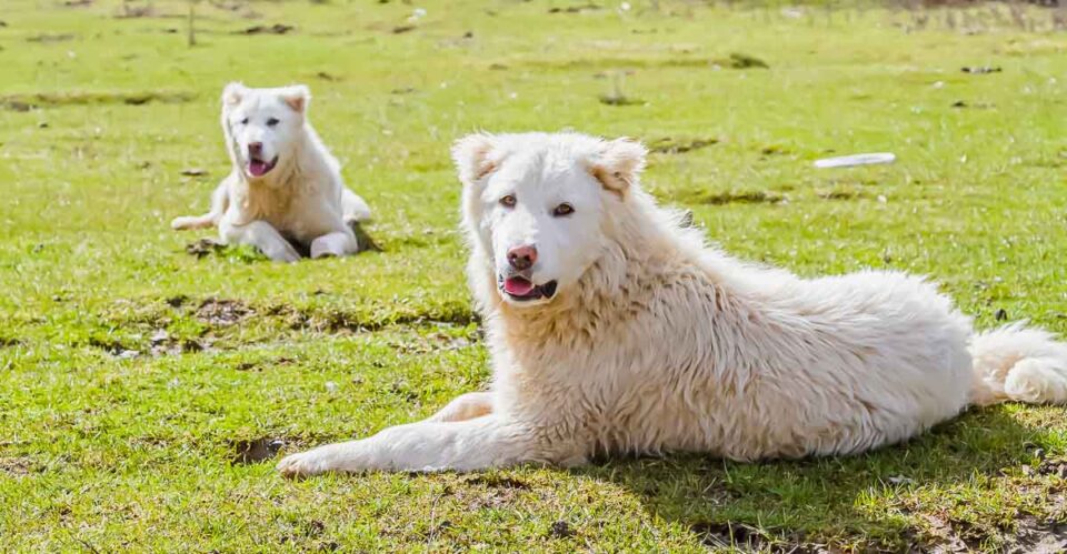 10 Italian Dog Breeds That Prove Italy Does More Than Just Pasta