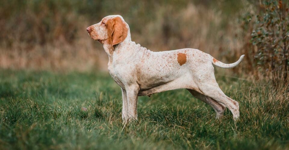 10 Italian Dog Breeds That Prove Italy Does More Than Just Pasta