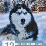 13 Dog Breeds That Can Handle Outdoor Life With Ease